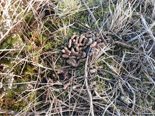 At World’s End – Wild Barley