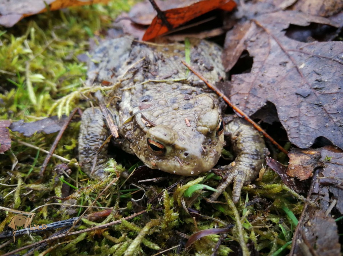 How did the toads cross the road? – Wild Barley