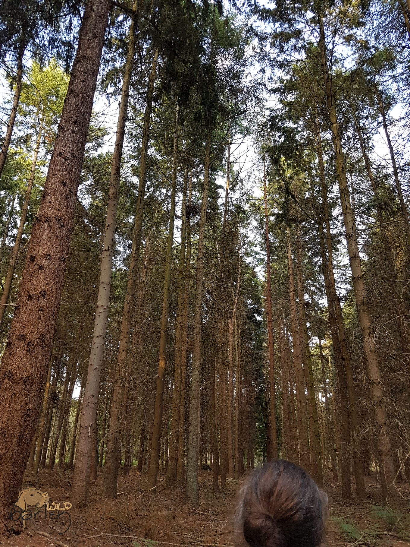 Forest Raptors – Wild Barley