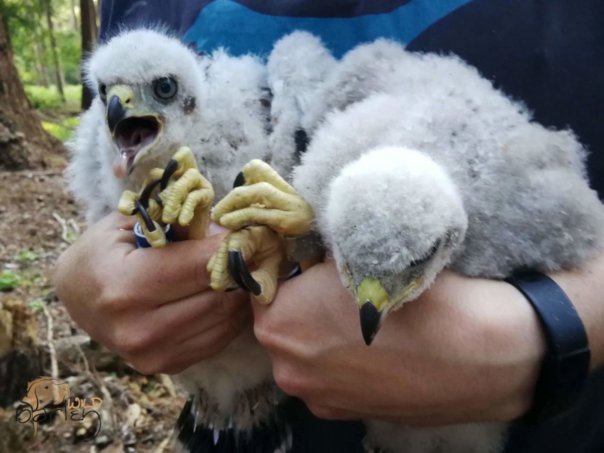 Forest Raptors – Wild Barley